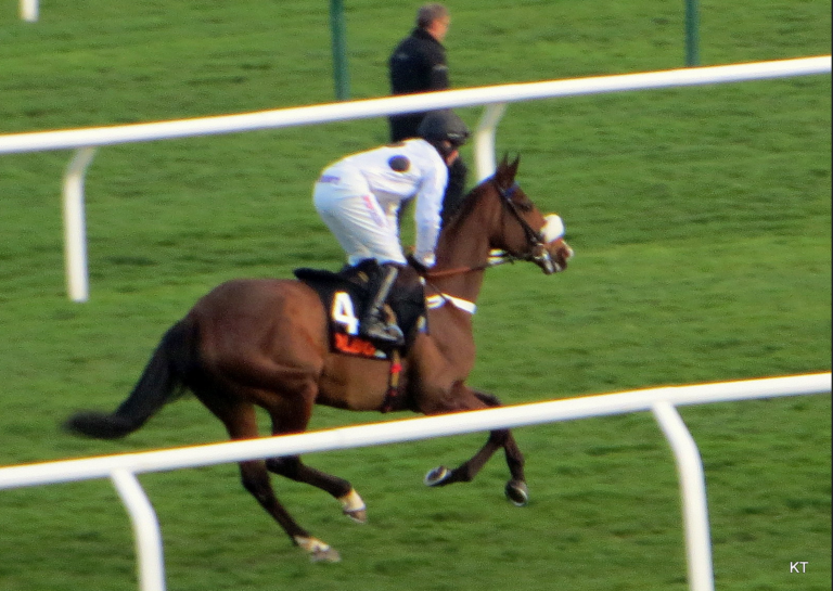 How Trainer Strategy Changes in the Build-Up to the Cheltenham Festival